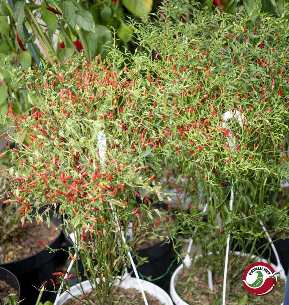 Bonzi – Fatalii Seeds