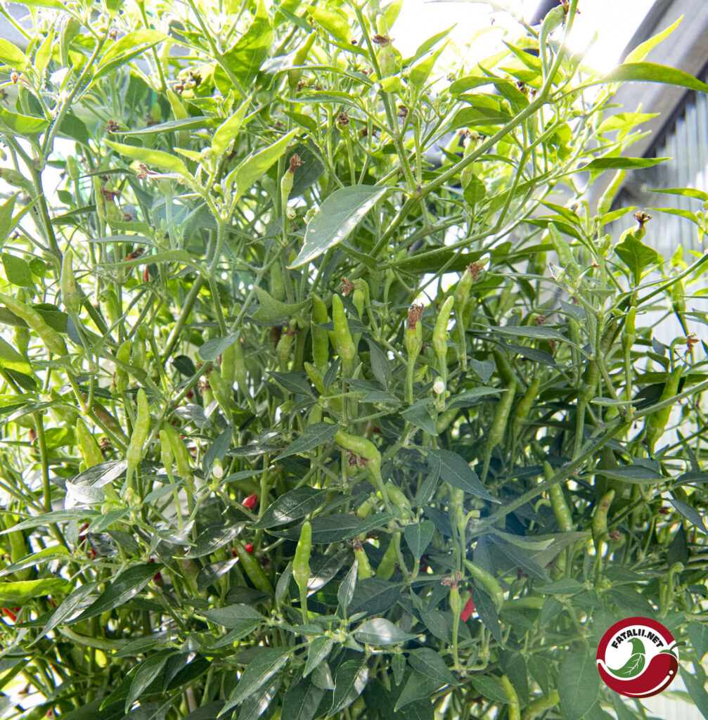 Bonzi – Fatalii Seeds