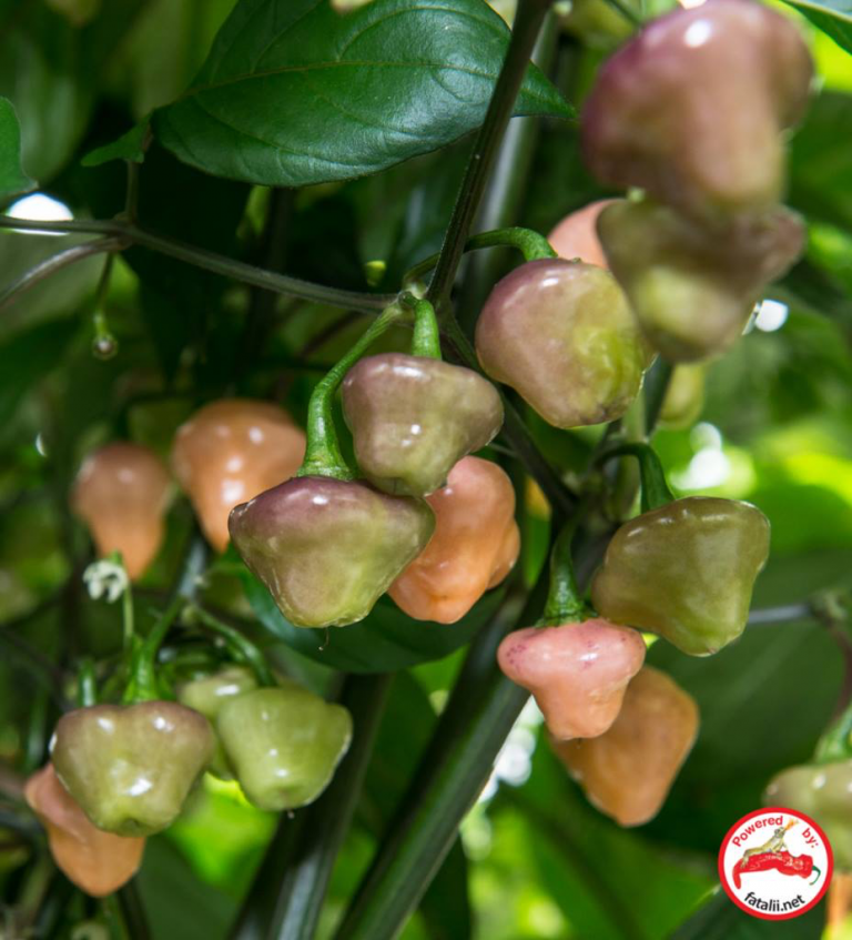 Cheiro Roxa – Fatalii Seeds