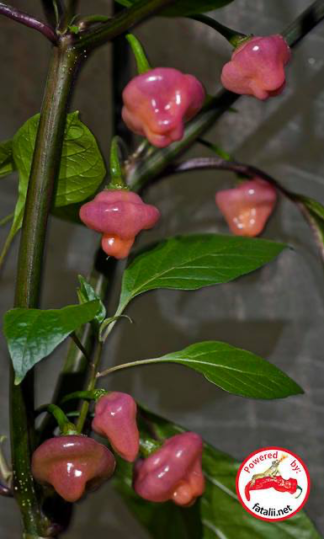 Cheiro Roxa – Fatalii Seeds