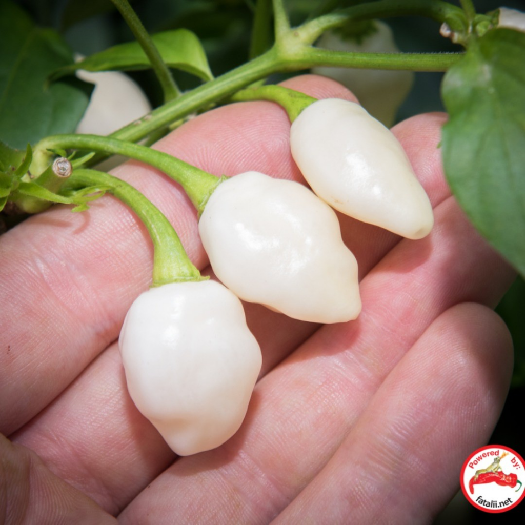 Habanero, Snow White – Fatalii Seeds