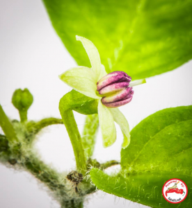 Amashito Wild – Fatalii Seeds