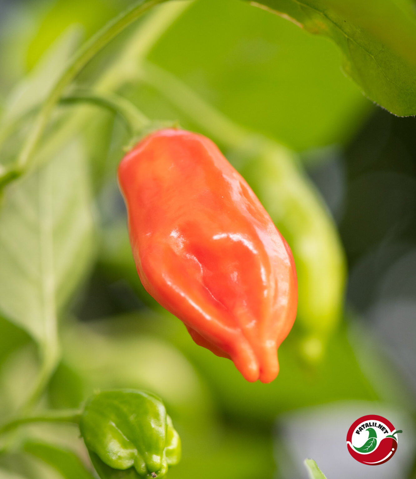 Jalapeno, Summer Heat – Fatalii Seeds
