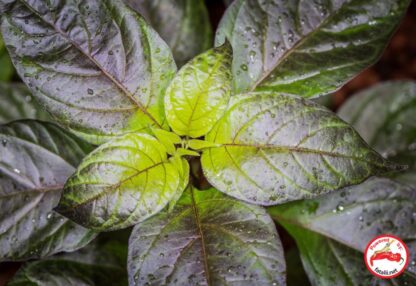 Fidalgo Roxa – Fatalii Seeds