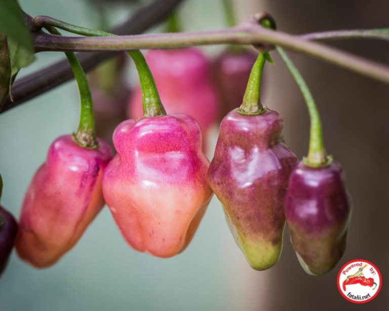 Fidalgo Roxa – Fatalii Seeds