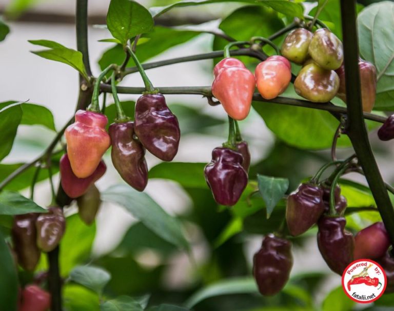 Fidalgo Roxa – Fatalii Seeds