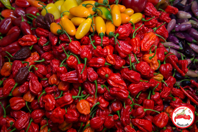 Gallery » Fatalii Seeds