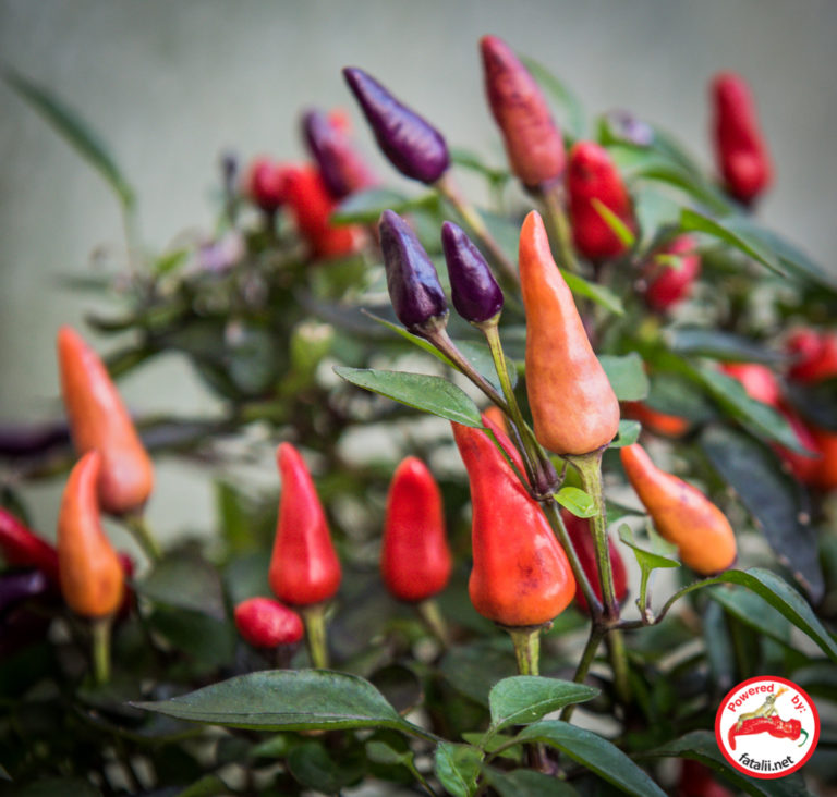 Gallery » Fatalii Seeds