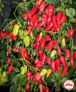 Gallery » Fatalii Seeds