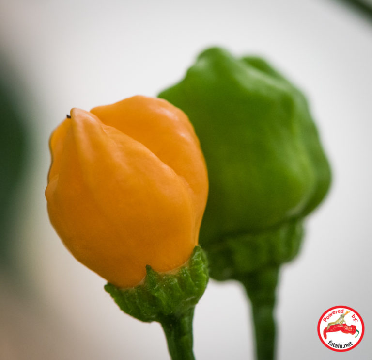 Aji Mango – Fatalii Seeds