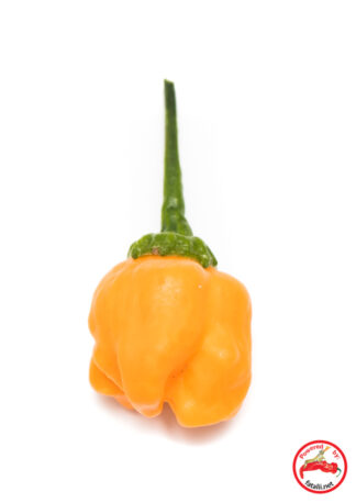 Aji Mango – Fatalii Seeds