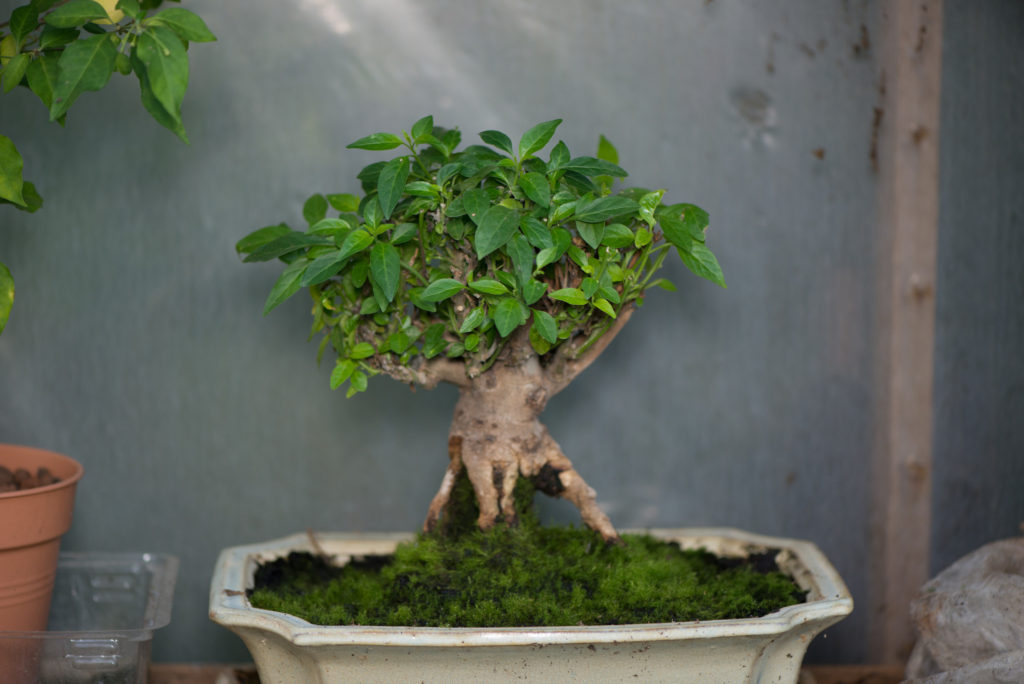 Bonchi Kit (Seeds + Bonchi Booklet) – Fatalii Seeds