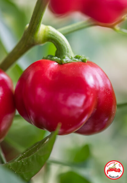 Baby Red – Fatalii Seeds