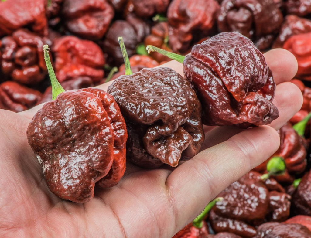 Moruga Chocolate – Fatalii Seeds