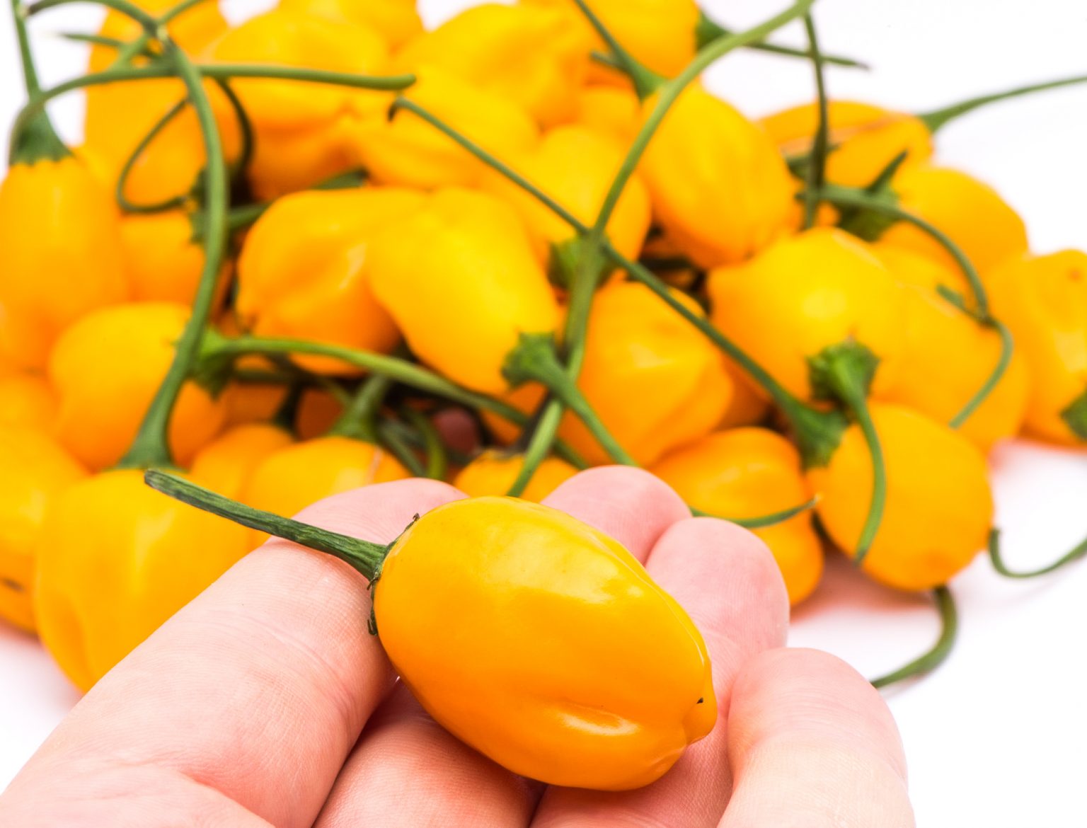 El Oro De Ecuador – Fatalii Seeds