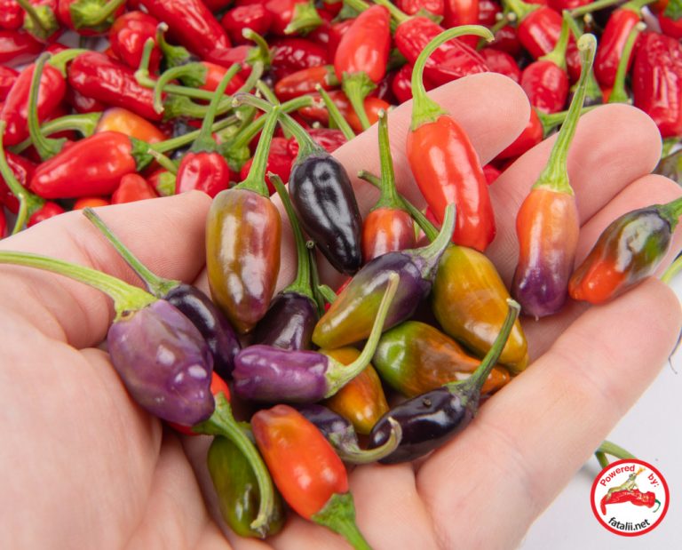 Purple Tiger – Fatalii Seeds