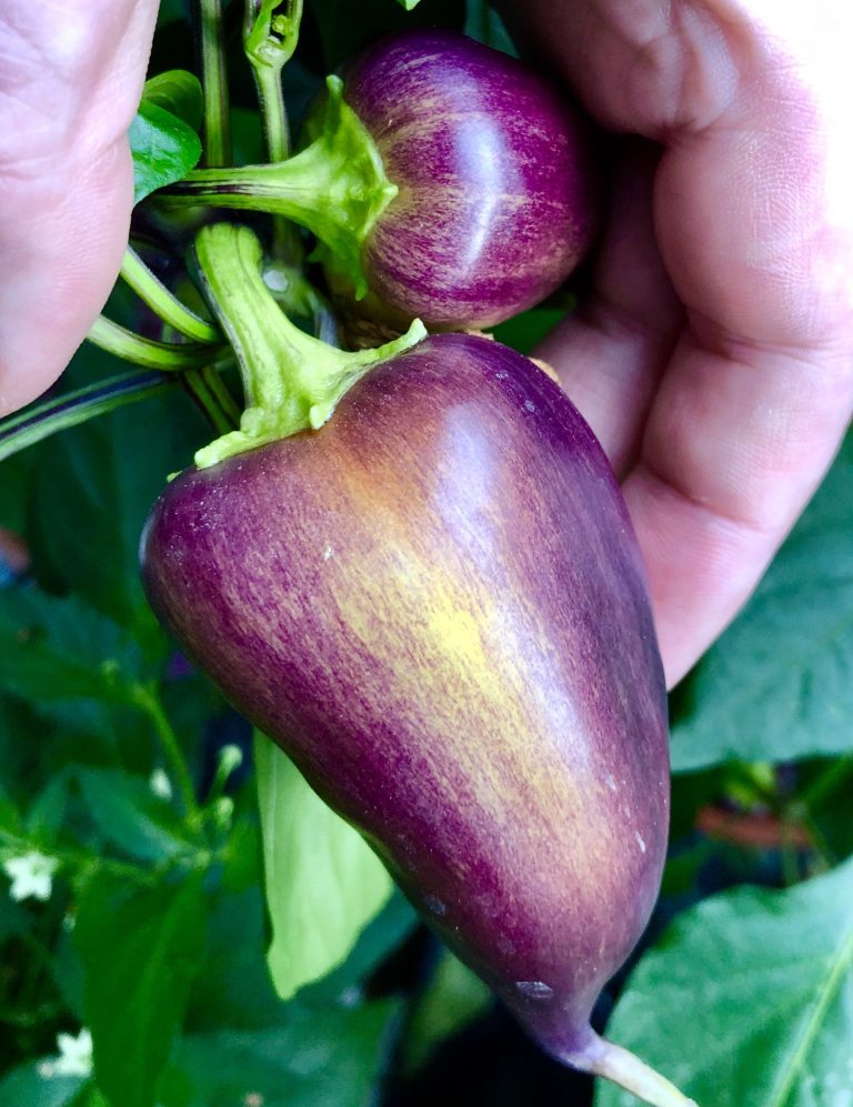 Jalapeno, Goliath – Fatalii Seeds