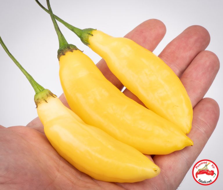 Blended Lemon, Yellow – Fatalii Seeds