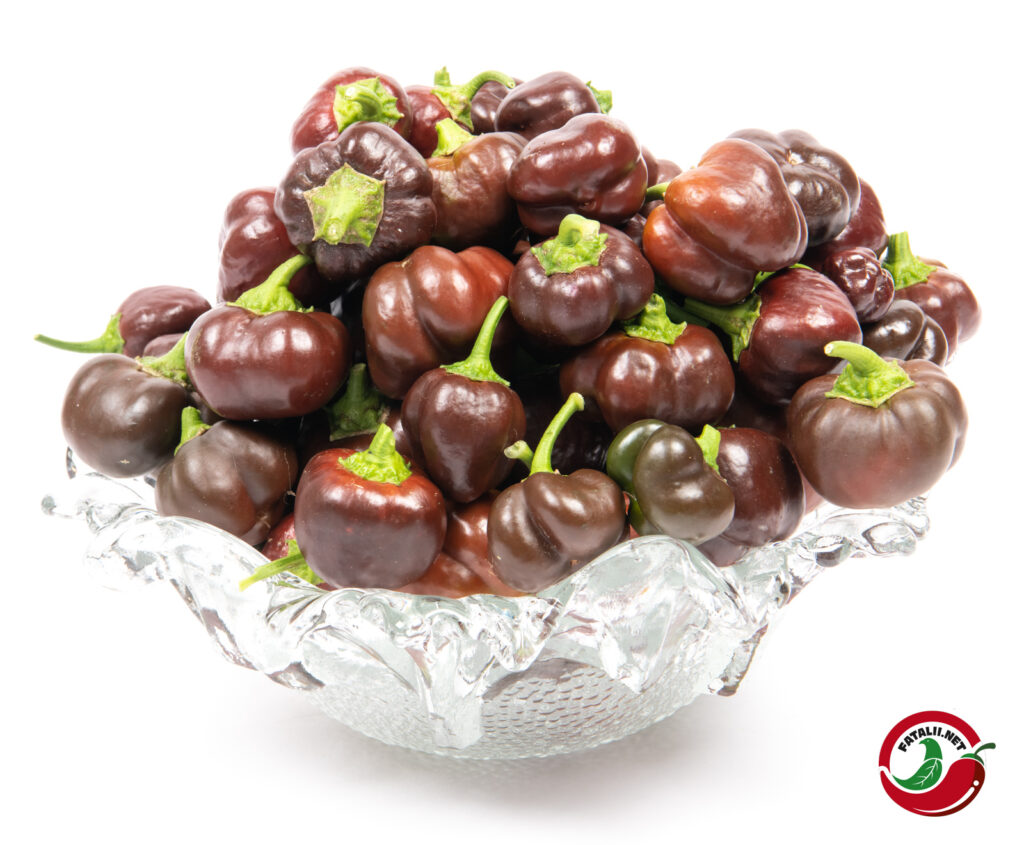 Mini Chocolate Bell – Fatalii Seeds