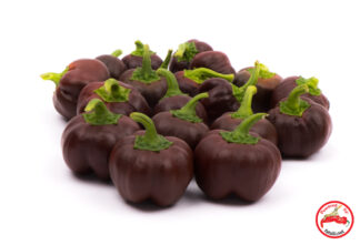 Mini Chocolate Bell – Fatalii Seeds