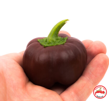 Mini Chocolate Bell – Fatalii Seeds