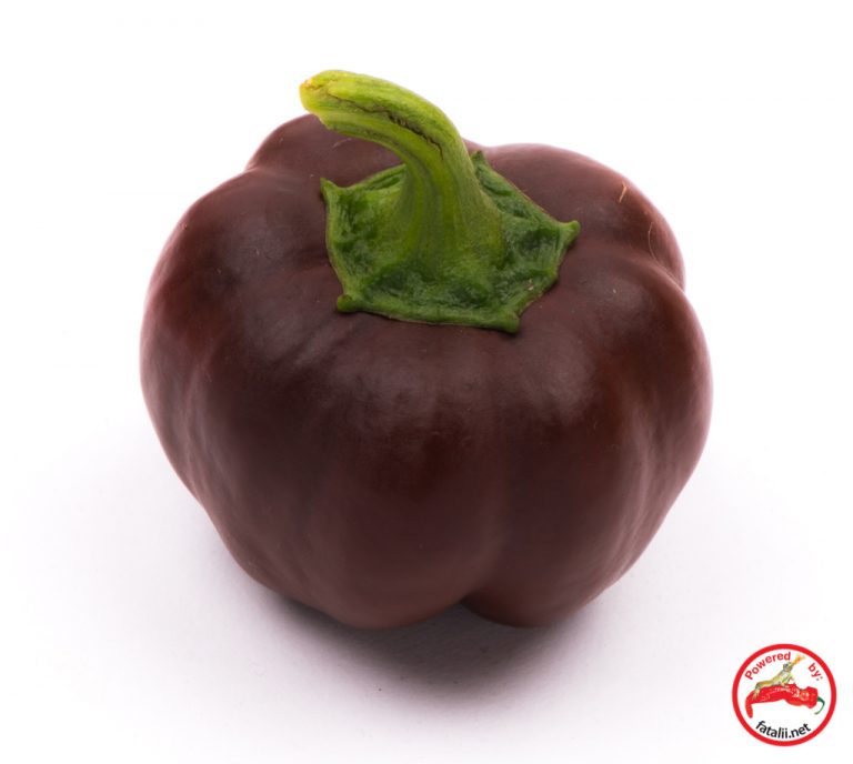 Mini Chocolate Bell – Fatalii Seeds