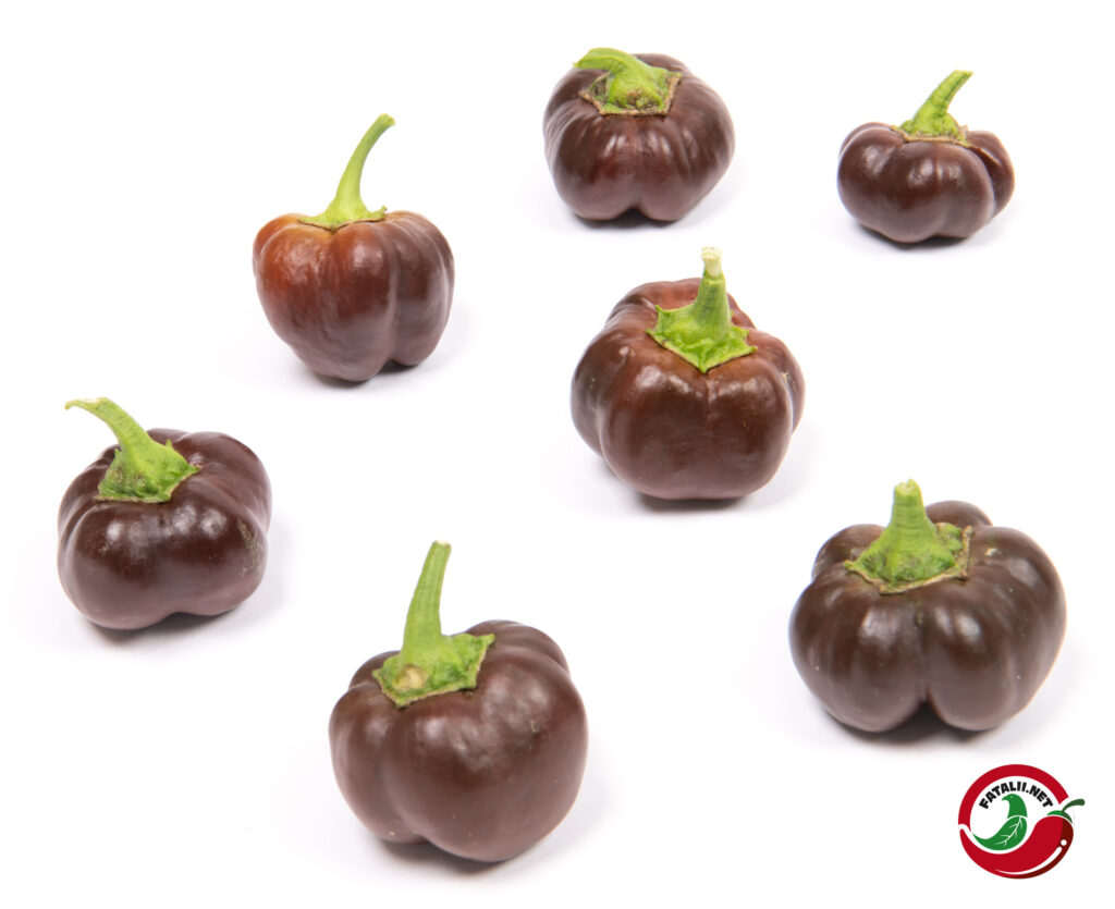 Mini Chocolate Bell – Fatalii Seeds