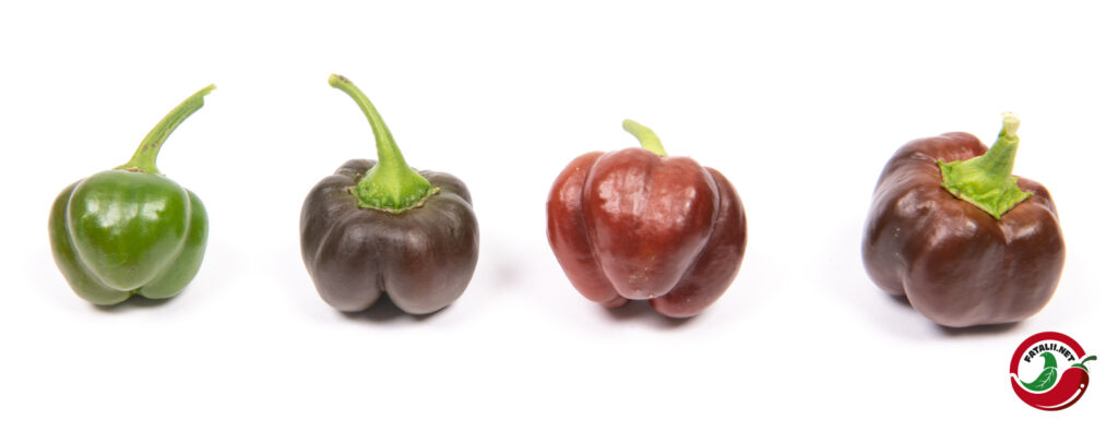 Mini Chocolate Bell – Fatalii Seeds