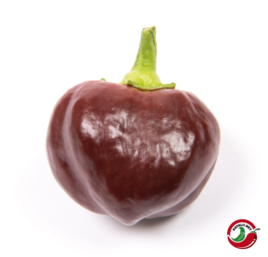 Mini Chocolate Bell – Fatalii Seeds