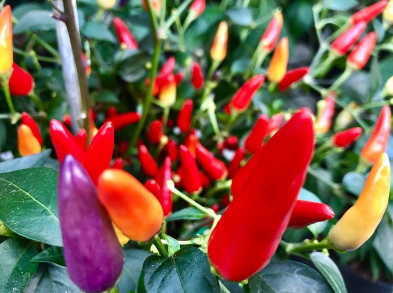 Kanon Pepper F2 – Fatalii Seeds