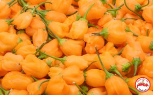 Aji Mango – Fatalii Seeds