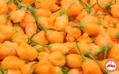 Aji Mango – Fatalii Seeds