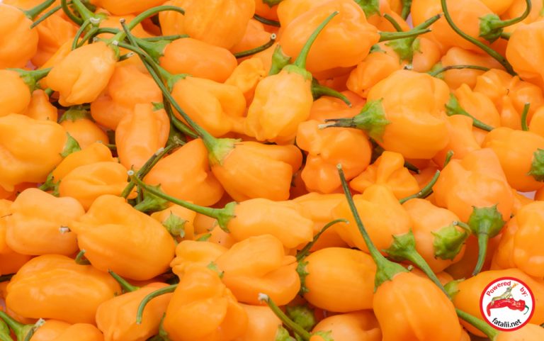 Aji Mango – Fatalii Seeds