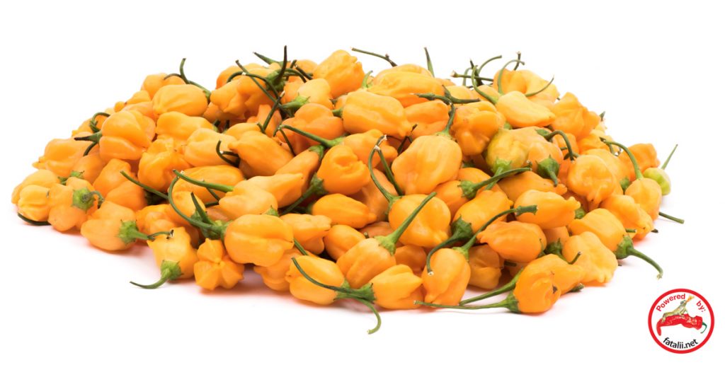 Aji Mango – Fatalii Seeds