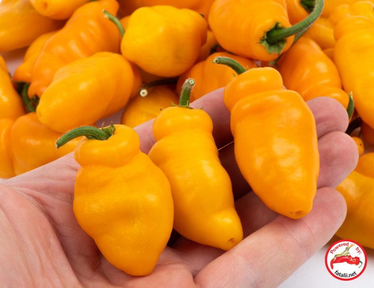 Rocoto, Aji Oro – Fatalii Seeds