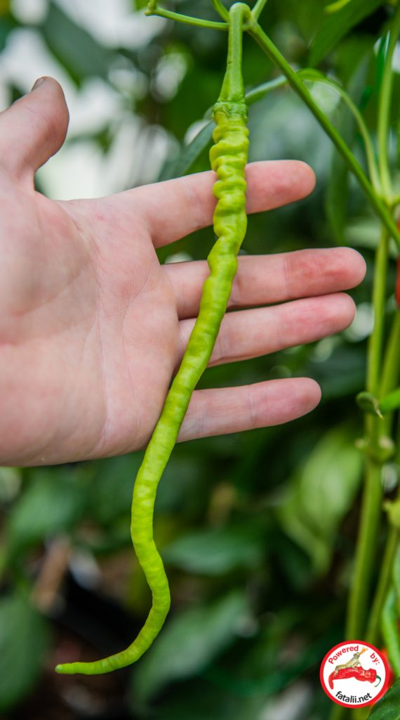 Bangalore Whippet’s Tail – Fatalii Seeds