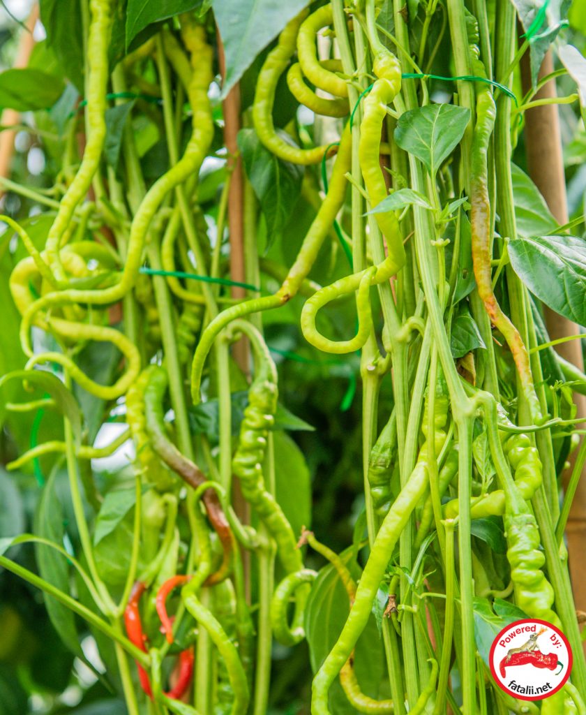 Bangalore Whippet’s Tail – Fatalii Seeds