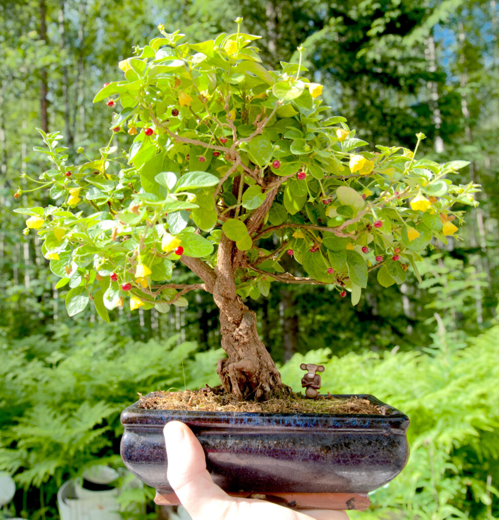 Bonchi Kit (Seeds + Bonchi Booklet) – Fatalii Seeds