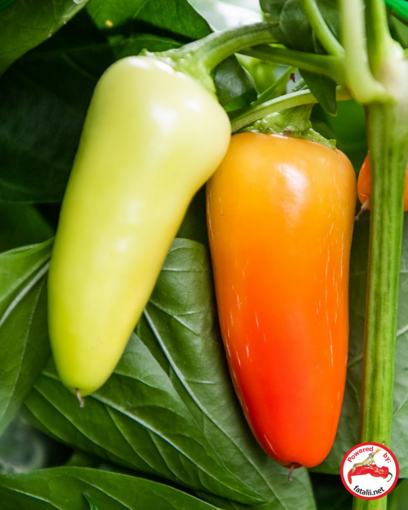 Jalapeno, White – Fatalii Seeds