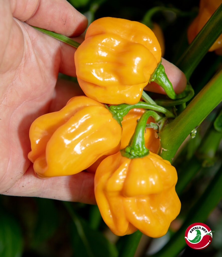 Numex Suave, Orange – Fatalii Seeds