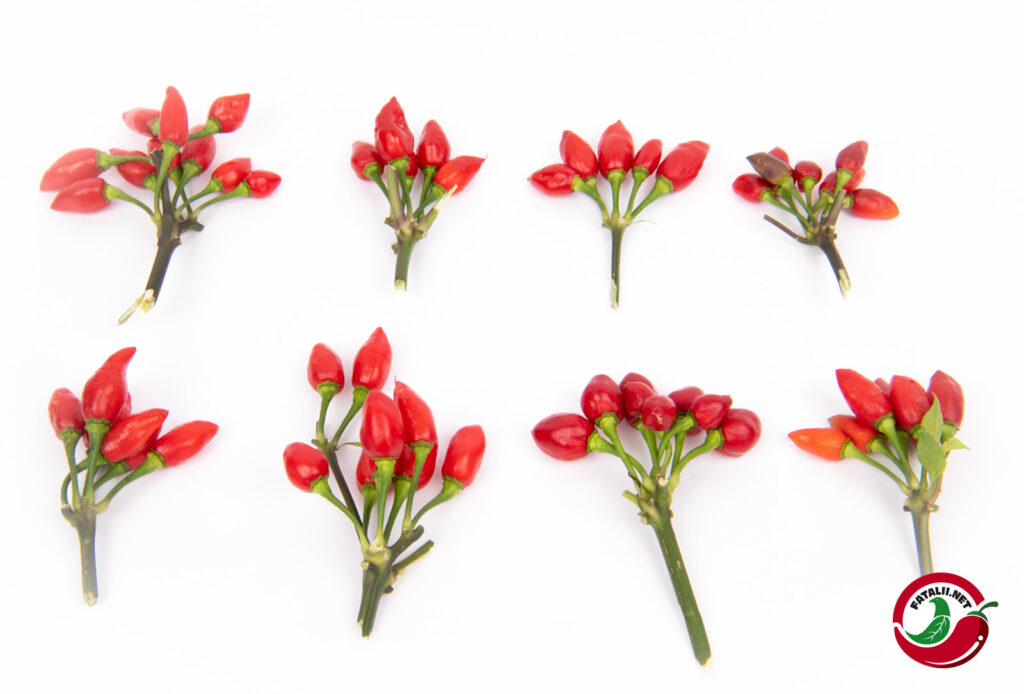 Pimenta Morango – Fatalii Seeds