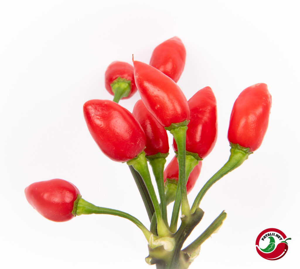 Pimenta Morango – Fatalii Seeds