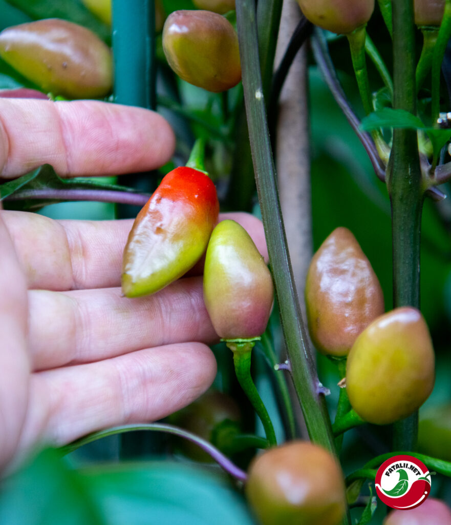 Pimenta Morango – Fatalii Seeds