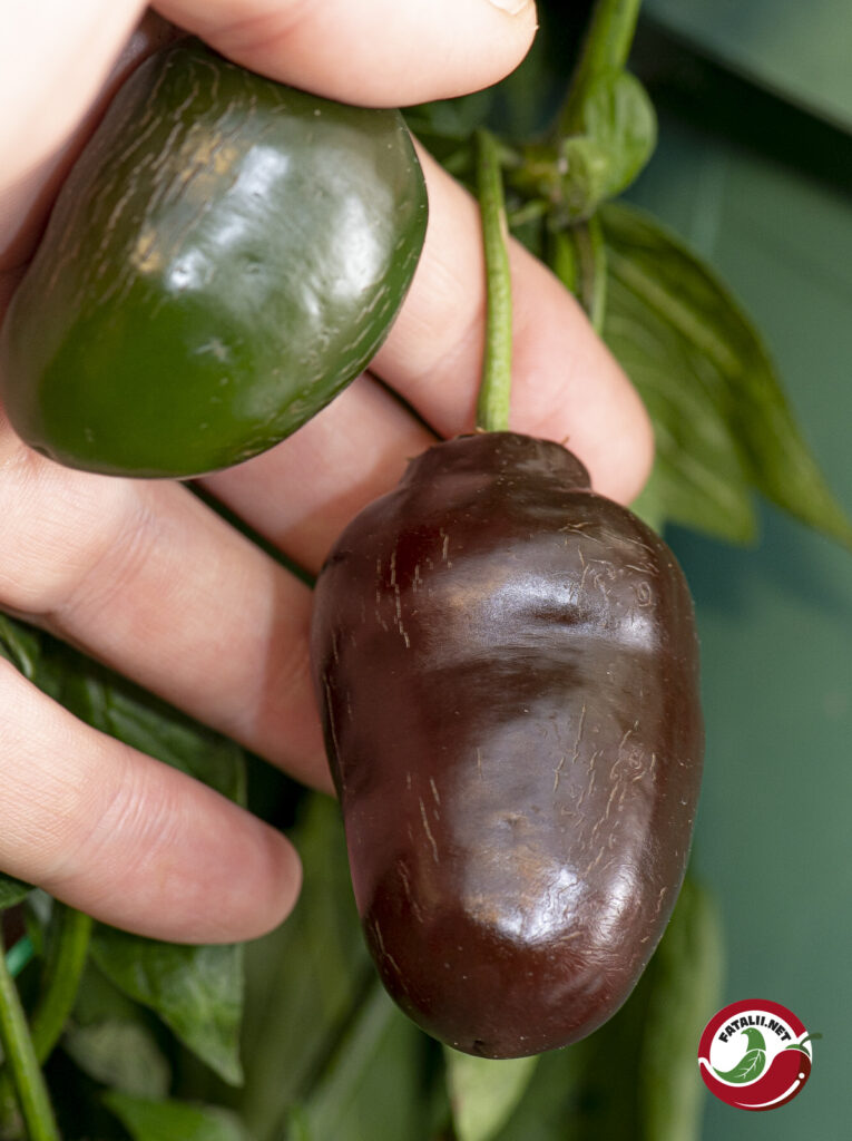 Rocoto, Brown – Fatalii Seeds