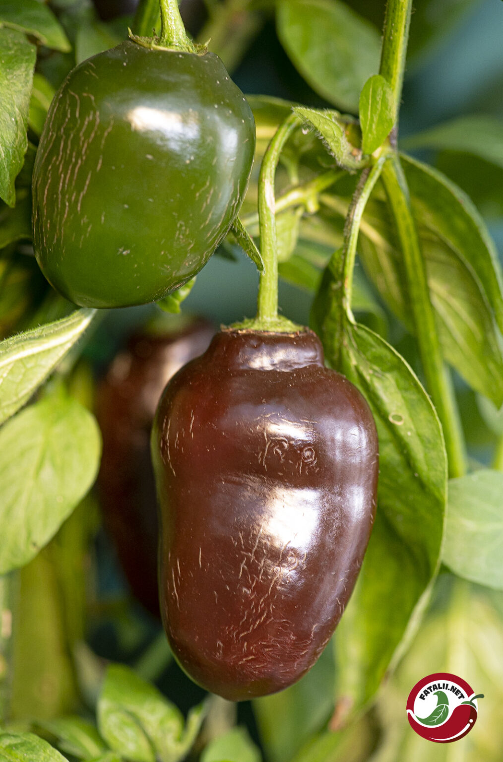 Rocoto, Yellow Grande – Fatalii Seeds