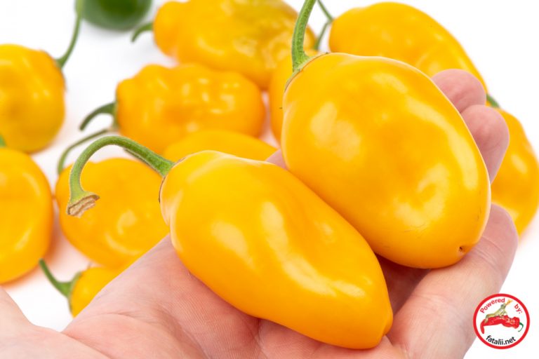 Rocoto, Chile de Seda – Fatalii Seeds