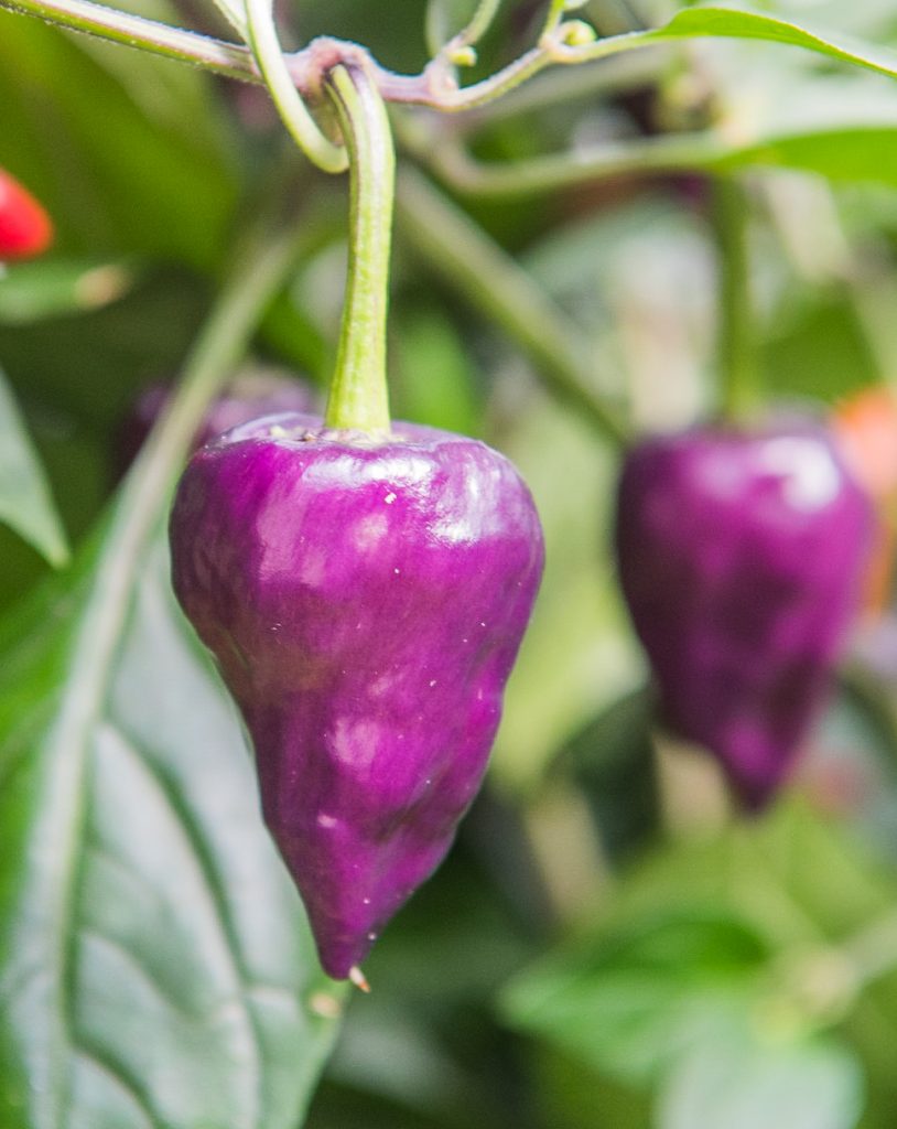 Purple UFO – Fatalii Seeds