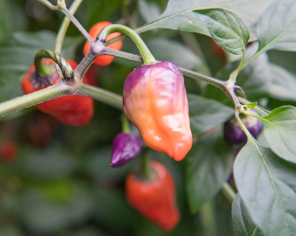 Purple UFO – Fatalii Seeds