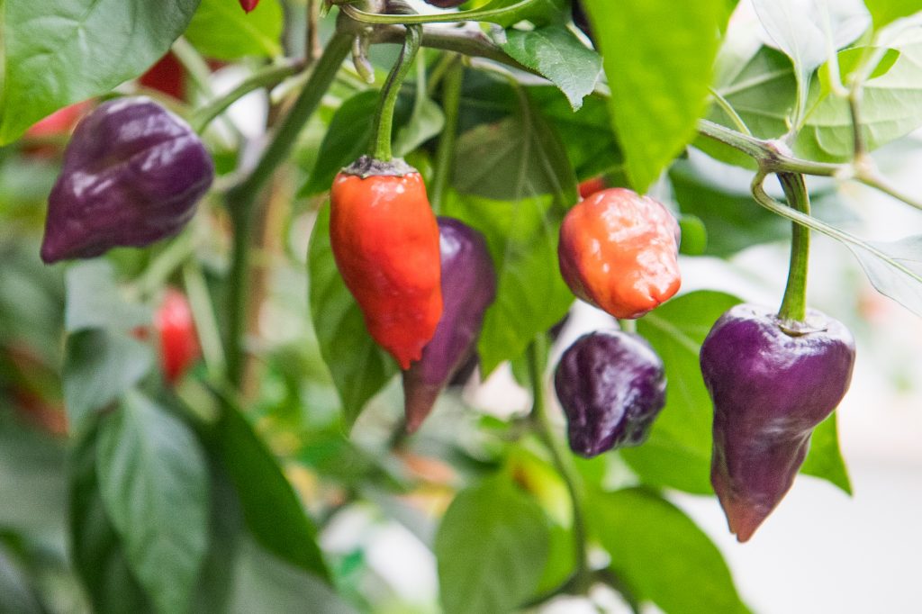 Purple UFO – Fatalii Seeds