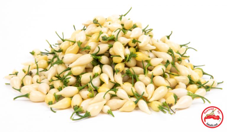 Chupetinho, White – Fatalii Seeds